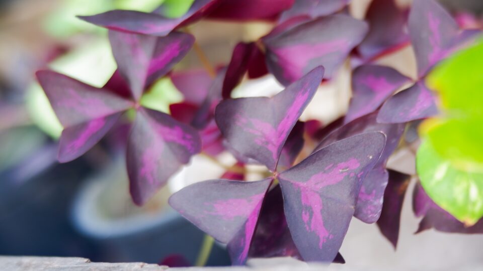 All About Oxalis - Minneopa Orchards
