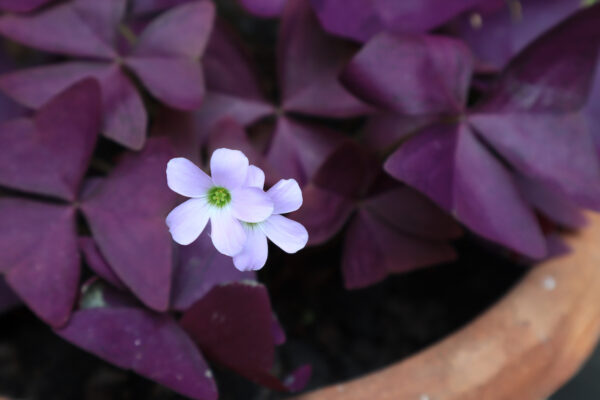 All About Oxalis - Minneopa Orchards
