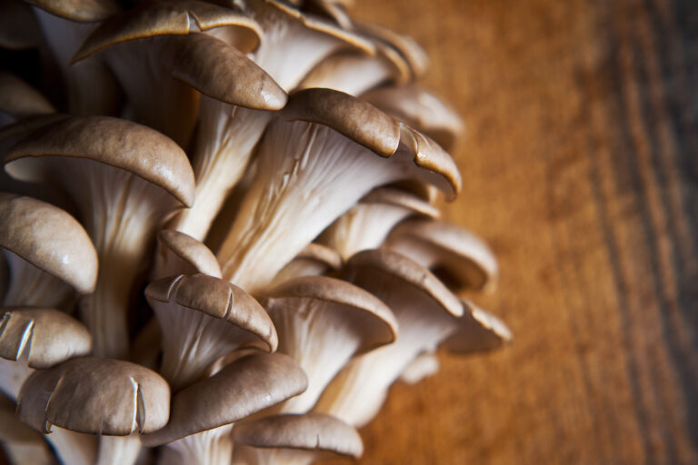 The Essential Guide to Mushroom Substrate: Types, Preparation, and ...