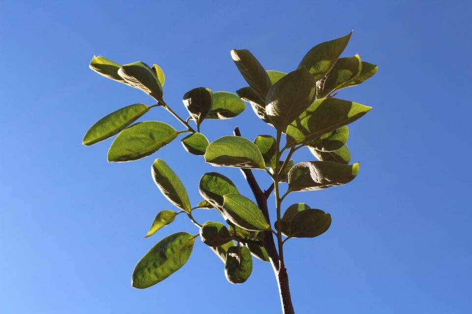 The Hachiya Persimmon Tree - Minneopa Orchards