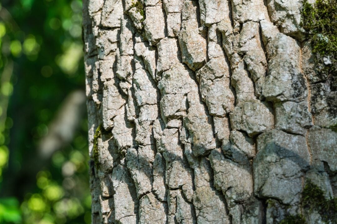 The Beauty of Persimmon Tree Bark: Characteristics and Uses - Minneopa ...
