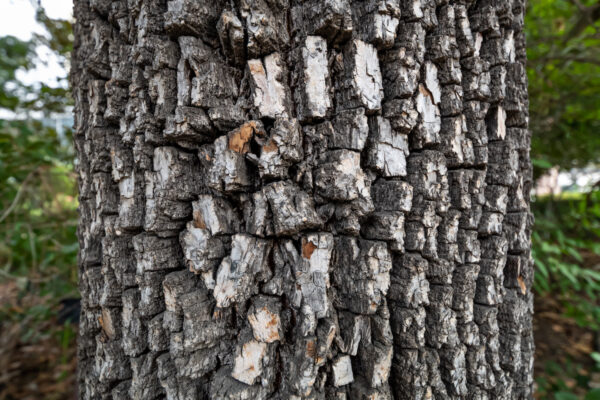 The Beauty of Persimmon Tree Bark: Characteristics and Uses - Minneopa ...
