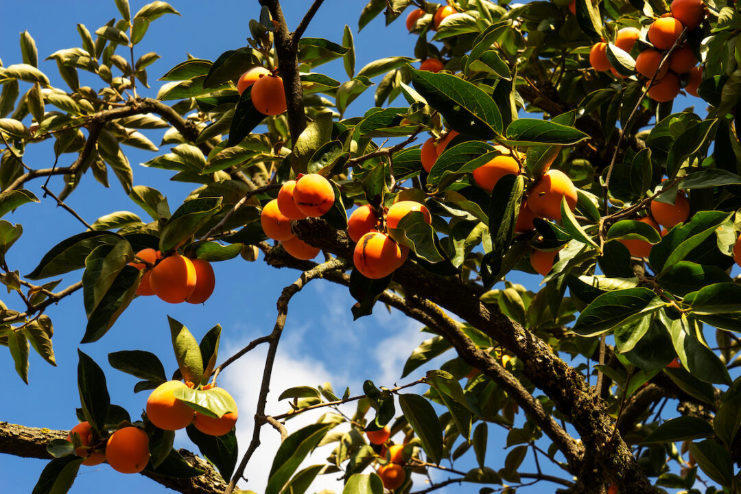 How Fast Does a Persimmon Tree Grow - Minneopa Orchards