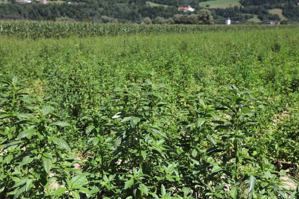 All About Pigweed - Minneopa Orchards