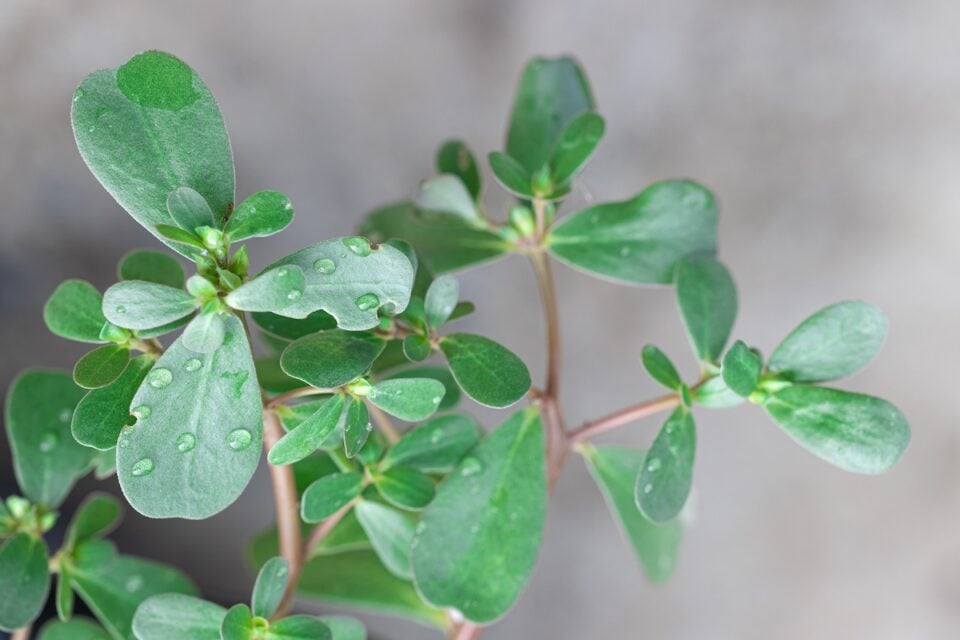 All About Pigweed - Minneopa Orchards