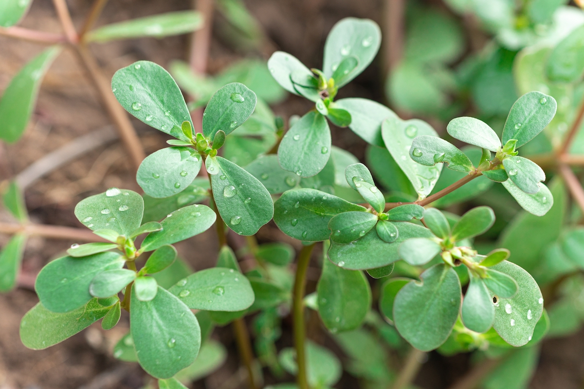 All About Pigweed - Minneopa Orchards