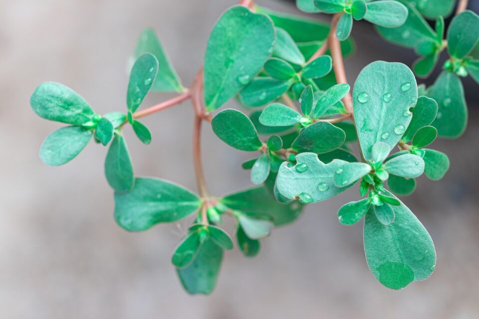 All About Pigweed - Minneopa Orchards