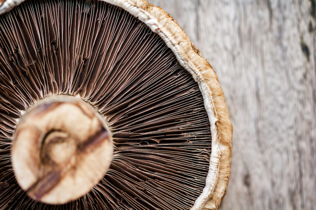Portobello Mushroom Health Benefits - Minneopa Orchards