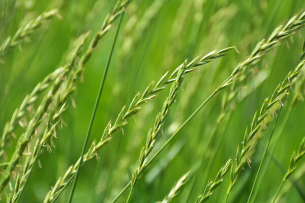 All About Quackgrass - Minneopa Orchards