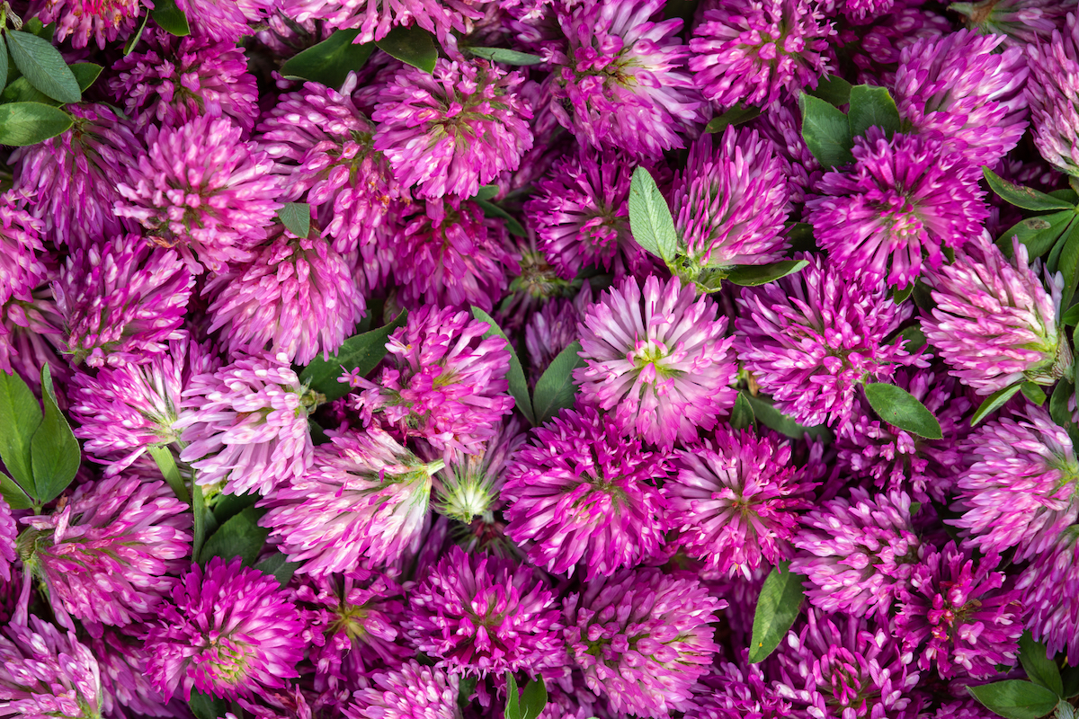 All About Red Clover - Minneopa Orchards