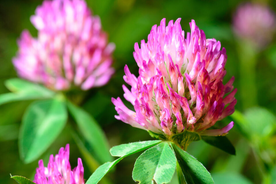 All About Red Clover - Minneopa Orchards