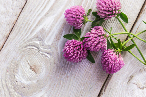 All About Red Clover - Minneopa Orchards