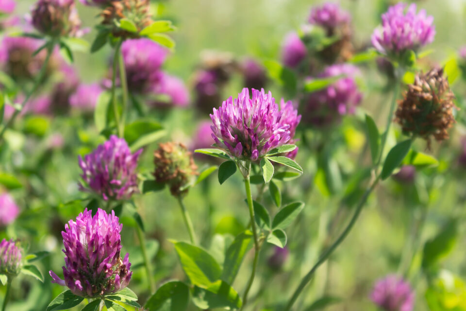 All About Red Clover - Minneopa Orchards