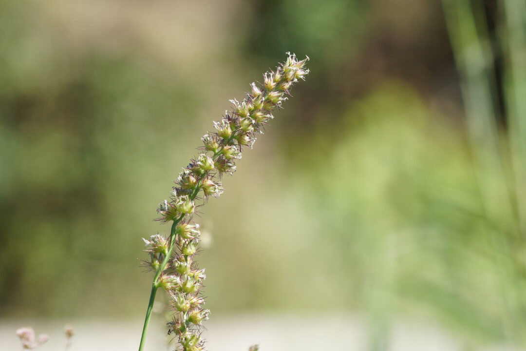 All About Sandbur - Minneopa Orchards