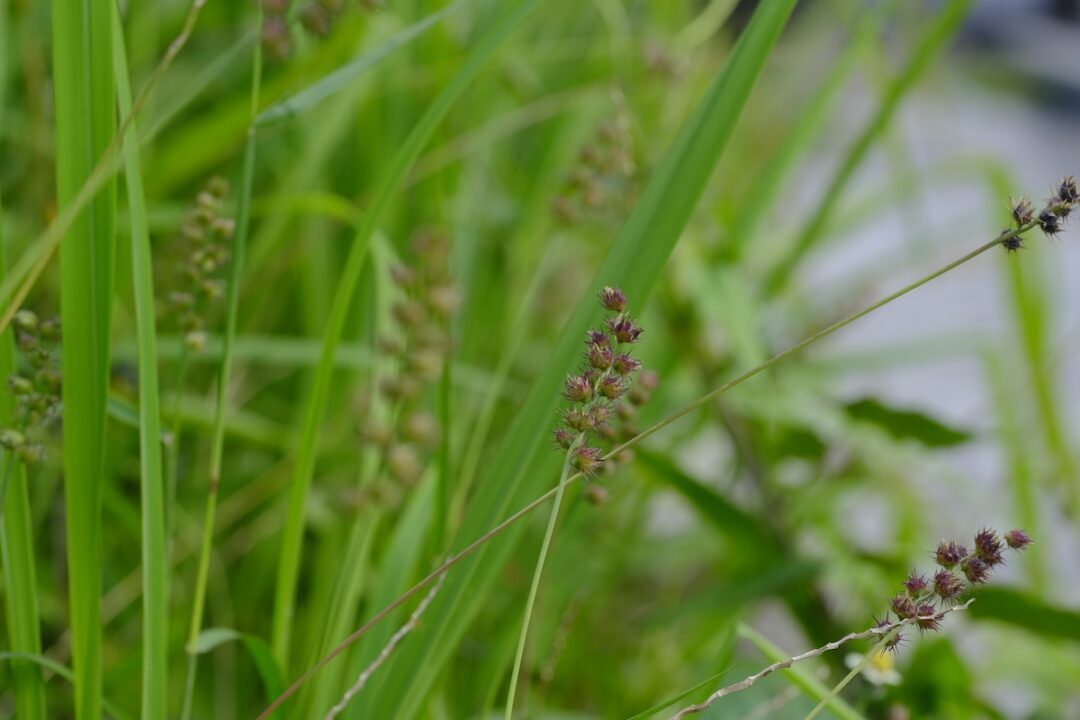 All About Sandbur - Minneopa Orchards