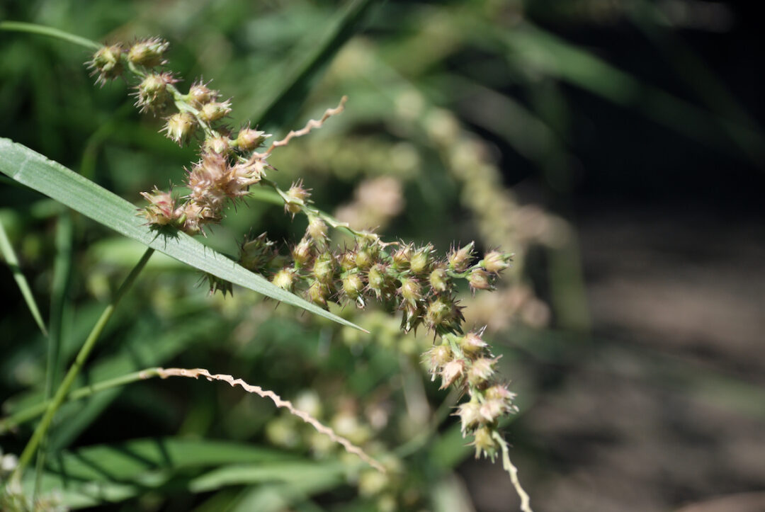 All About Sandbur - Minneopa Orchards