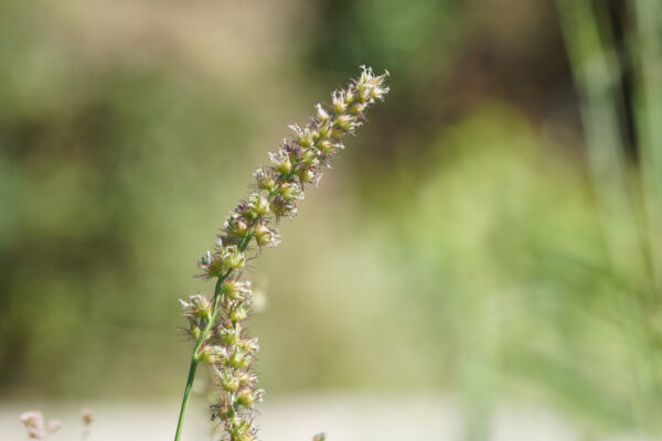 All About Sandbur - Minneopa Orchards