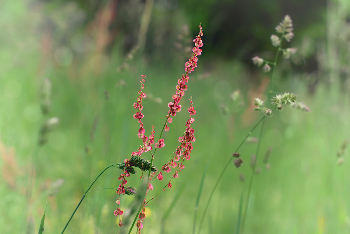All About Sheep Sorrel - Minneopa Orchards
