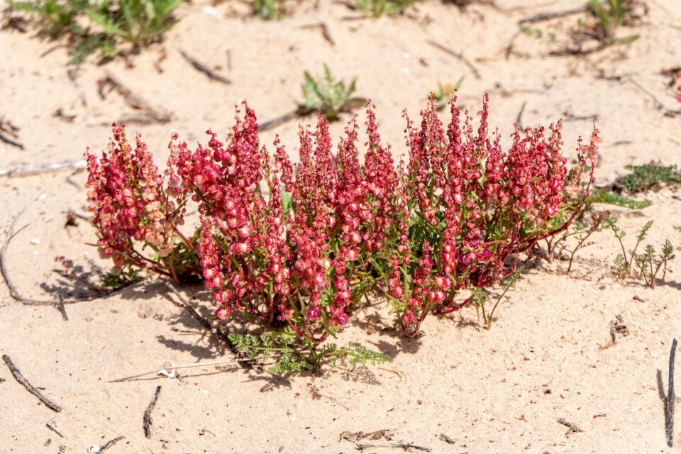 All About Sheep Sorrel - Minneopa Orchards