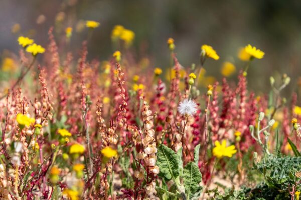 All About Sheep Sorrel - Minneopa Orchards