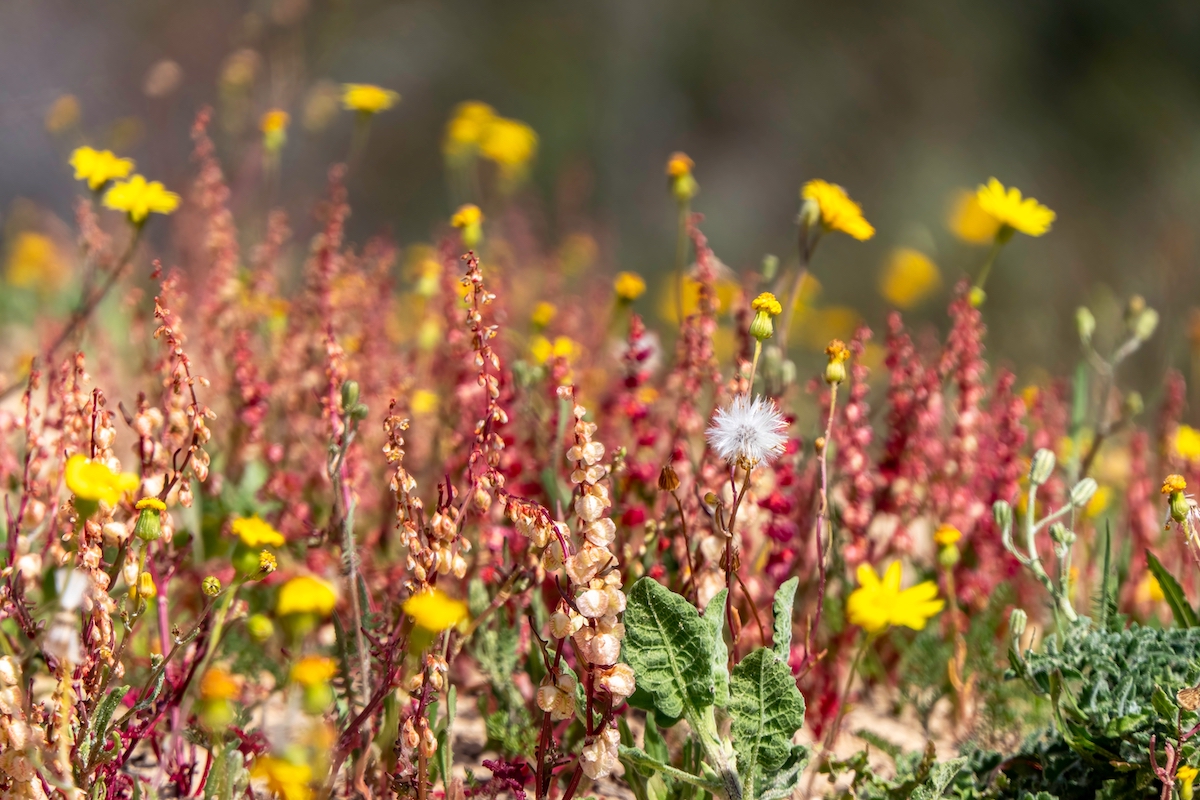 All About Sheep Sorrel - Minneopa Orchards