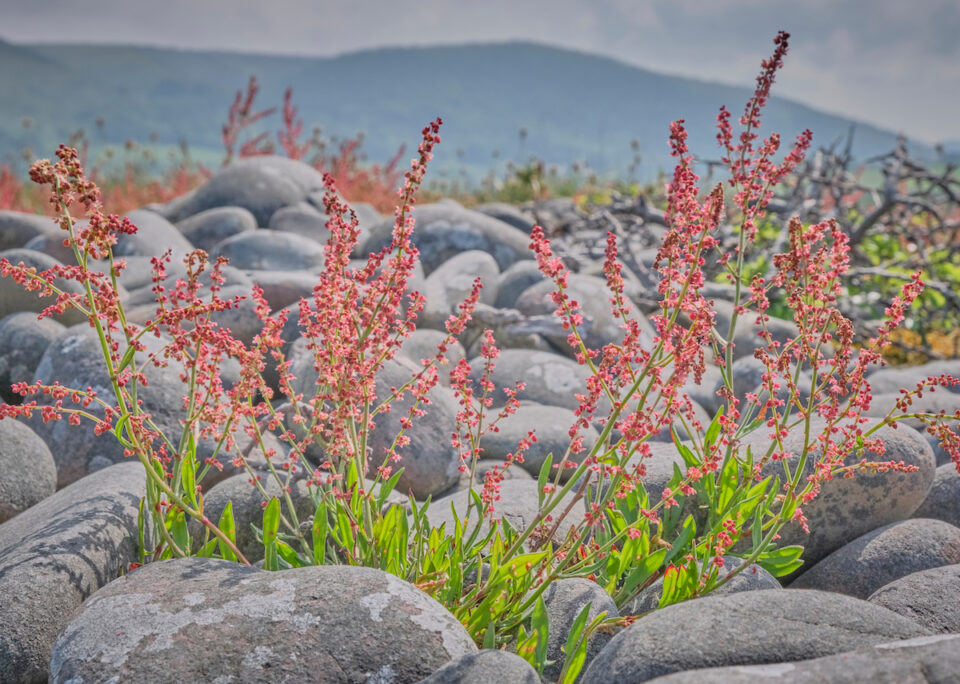 All About Sheep Sorrel - Minneopa Orchards