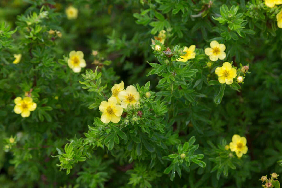 All About Shrubby Cinquefoil - Minneopa Orchards