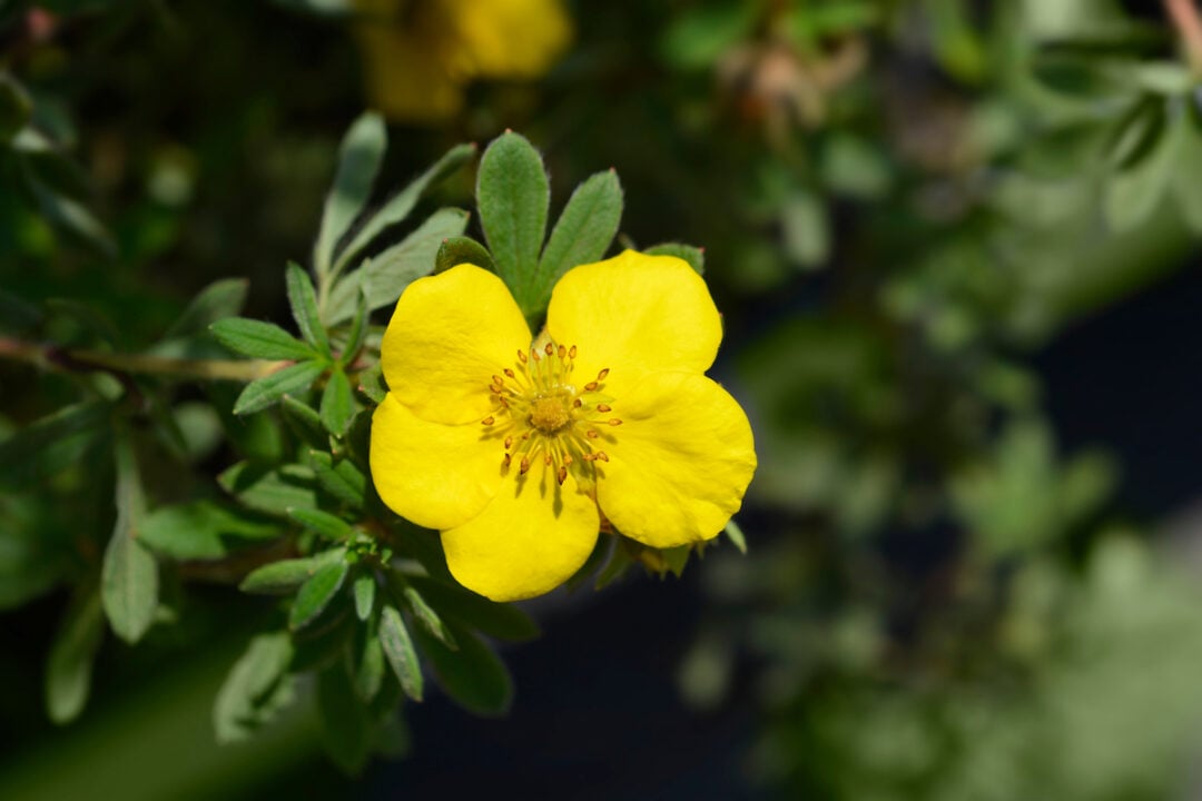 All About Shrubby Cinquefoil - Minneopa Orchards