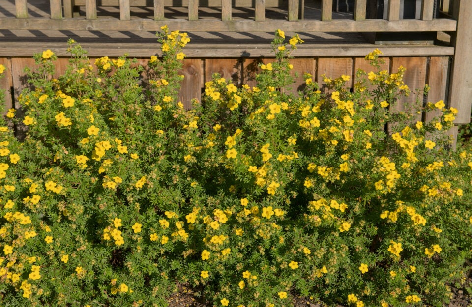 All About Shrubby Cinquefoil - Minneopa Orchards