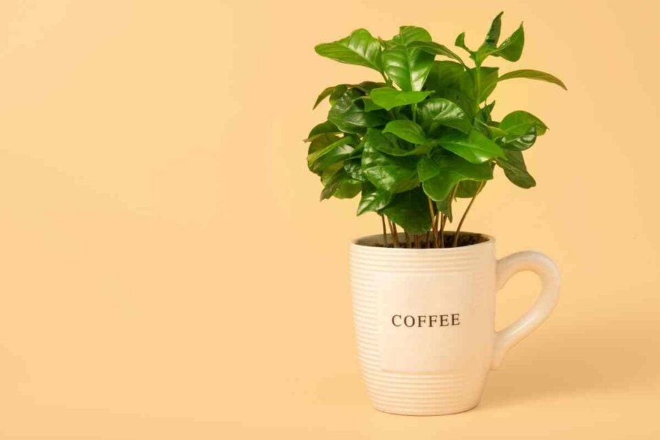 The Arabica Coffee Plant - Minneopa Orchards