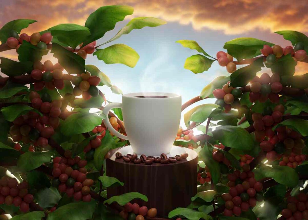 The Arabica Coffee Plant - Minneopa Orchards