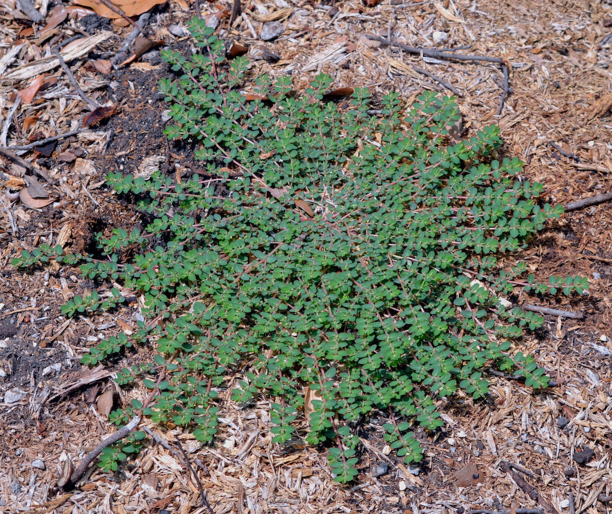 All About Spurge Weed - Minneopa Orchards
