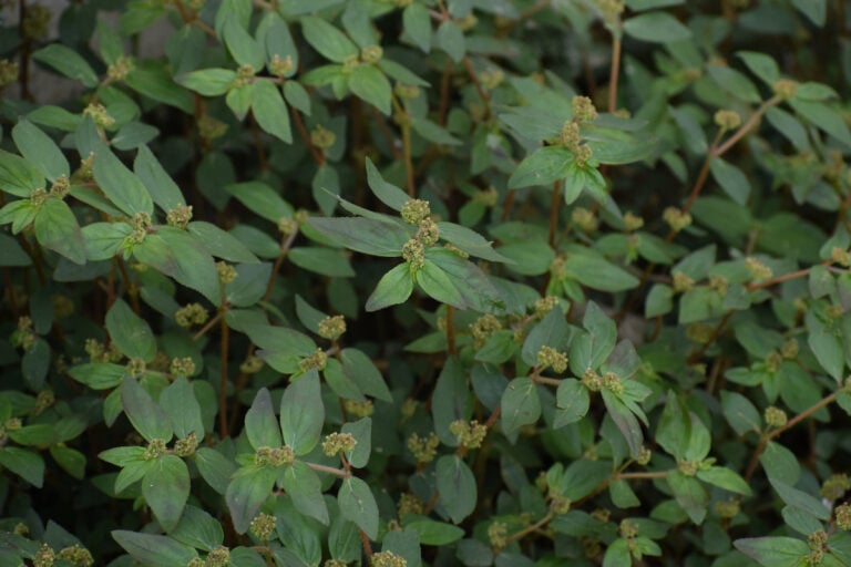 All About Spurge Weed - Minneopa Orchards