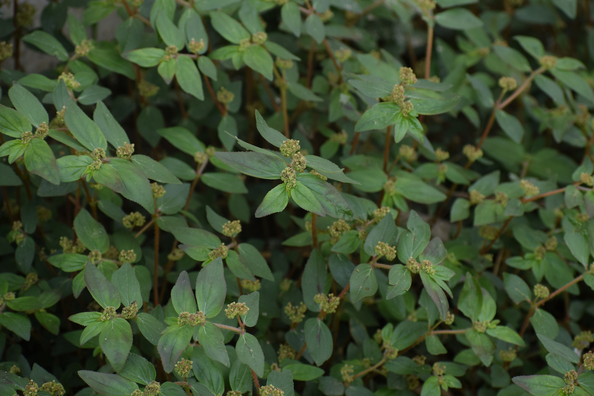 All About Spurge Weed - Minneopa Orchards