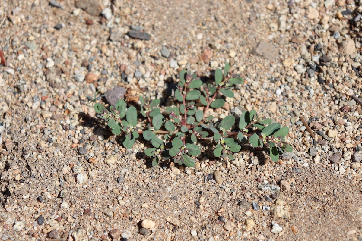 All About Spurge Weed - Minneopa Orchards