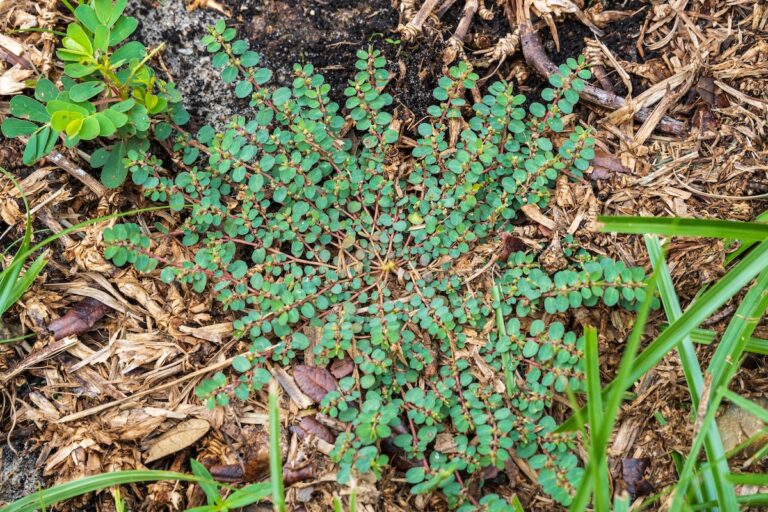 All About Spurge Weed - Minneopa Orchards