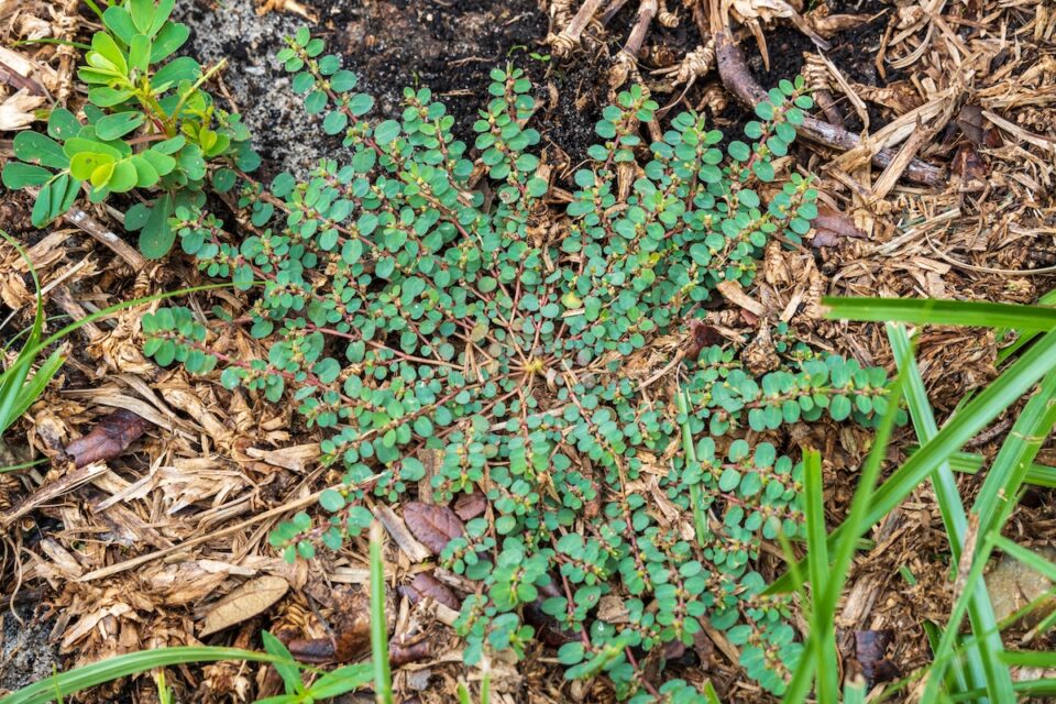 All About Spurge Weed - Minneopa Orchards