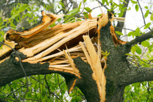 Tree Bark Repair Guide: How to Repair Tree Bark Damage - Minneopa Orchards