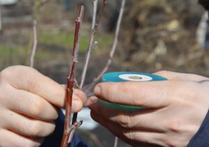 Tree Bark Repair Guide: How to Repair Tree Bark Damage - Minneopa Orchards