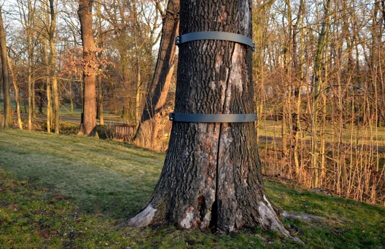 Tree Bark Repair Guide: How to Repair Tree Bark Damage - Minneopa Orchards