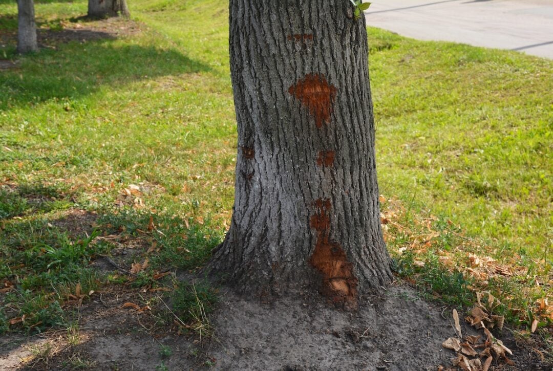 Tree Wound Repair: How To Repair Your Tree and Keep It Healthy ...