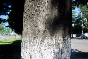 Tree Wound Repair: How To Repair Your Tree and Keep It Healthy ...