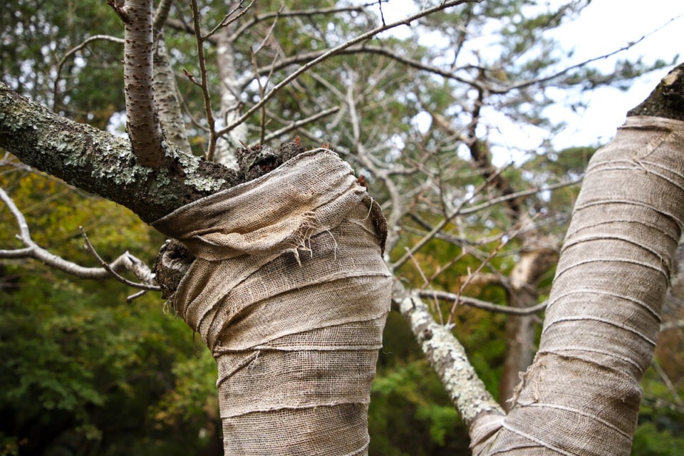 How to Use Tree Wrap for Damaged Bark - Minneopa Orchards