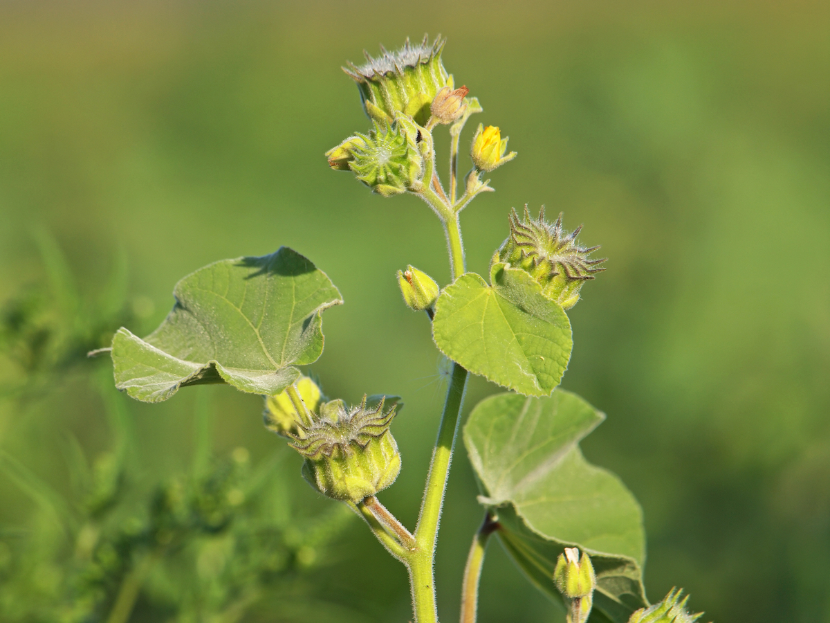 All About Velvetleaf - Minneopa Orchards