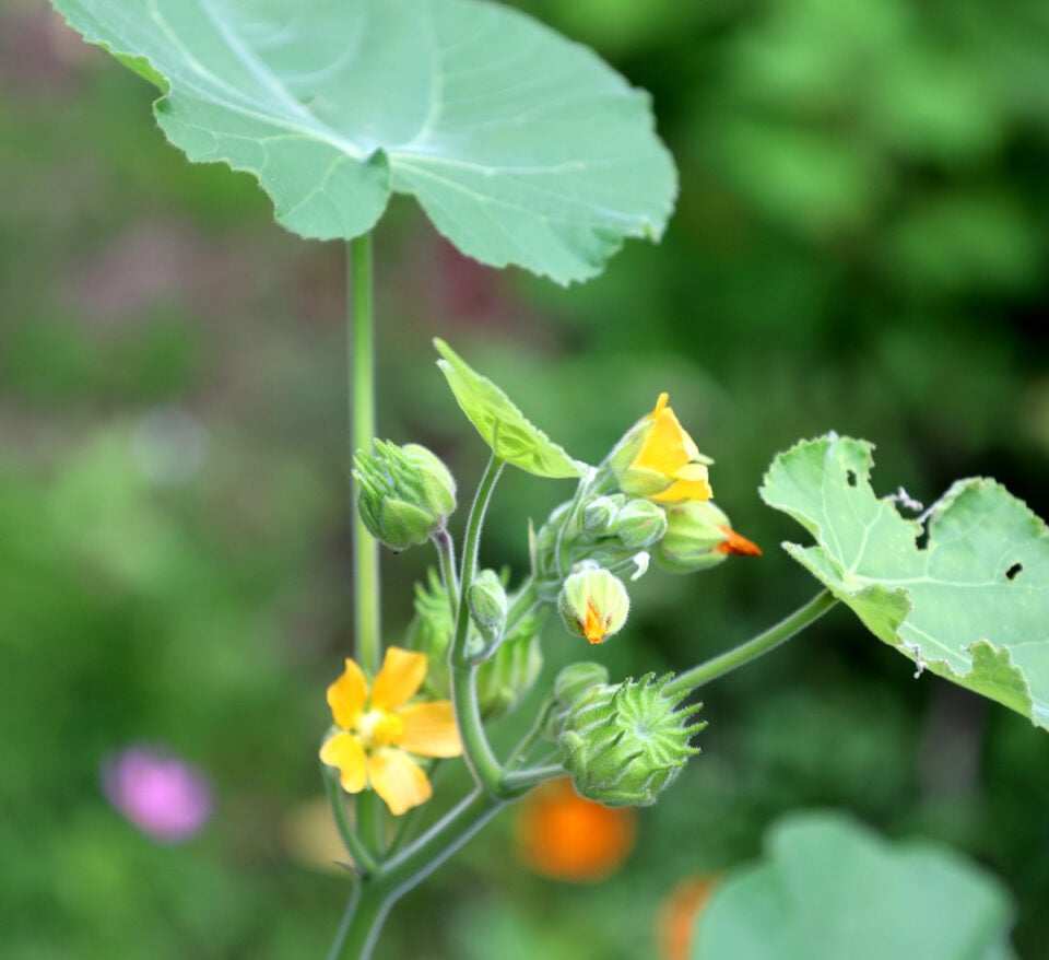 All About Velvetleaf - Minneopa Orchards