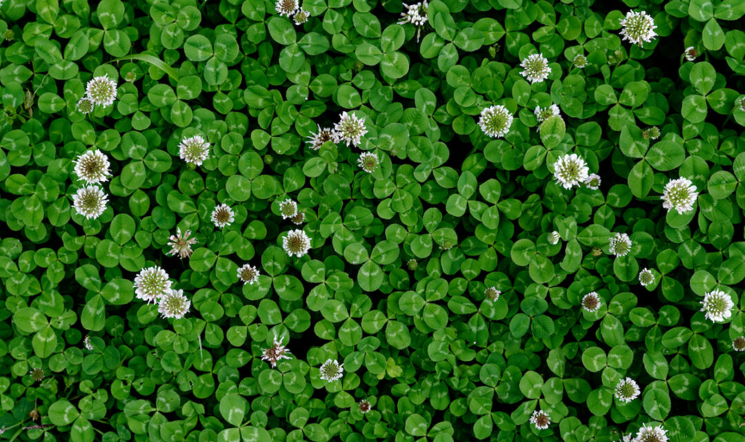 All About White Clover - Minneopa Orchards