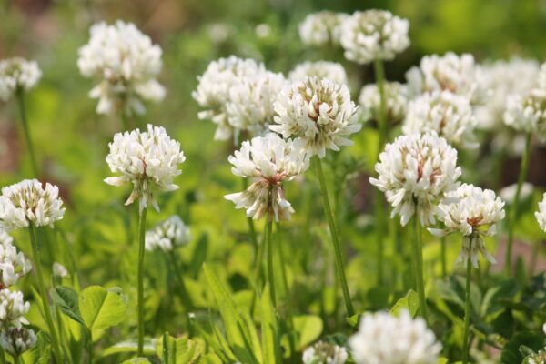 All About White Clover - Minneopa Orchards