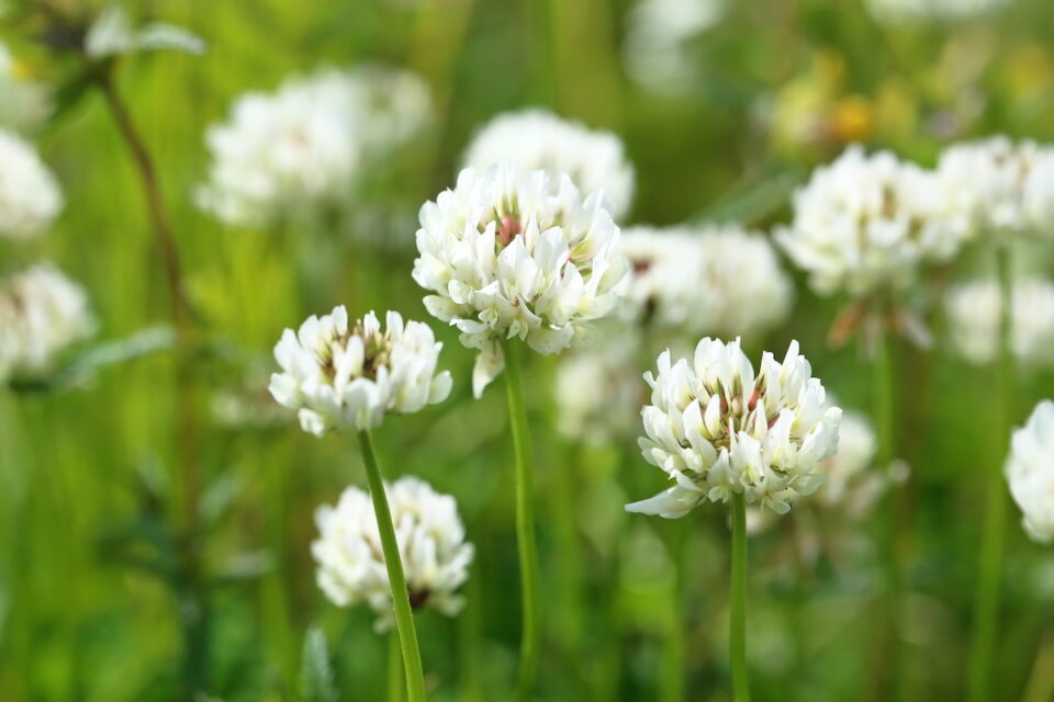 All About White Clover - Minneopa Orchards