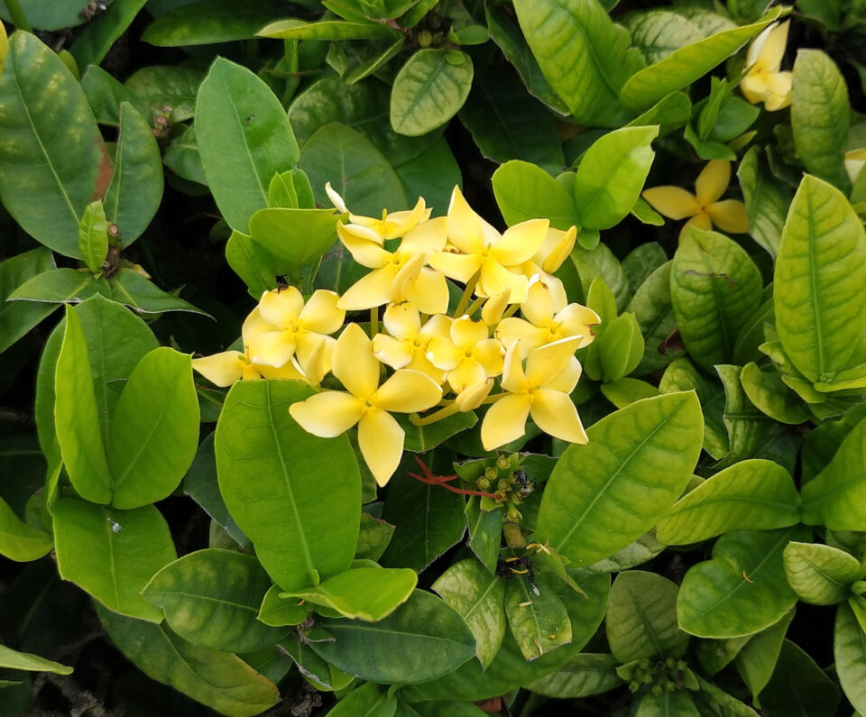 All About Yellow Sweet Clover - Minneopa Orchards