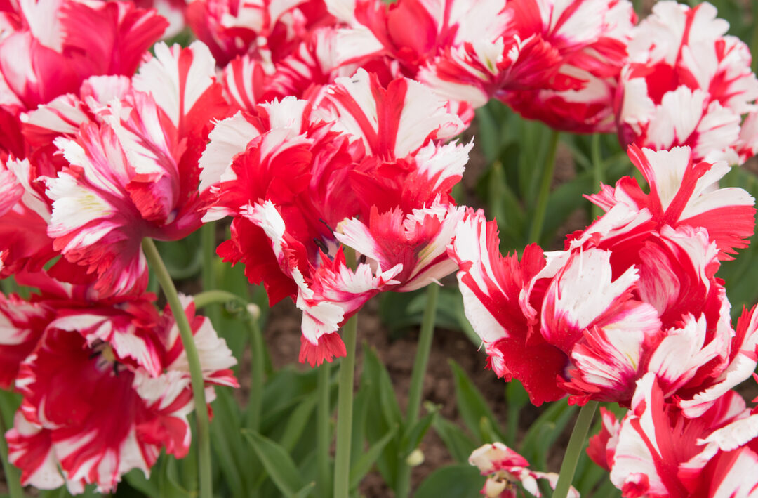 The Estella Rijnveld Tulip - Minneopa Orchards